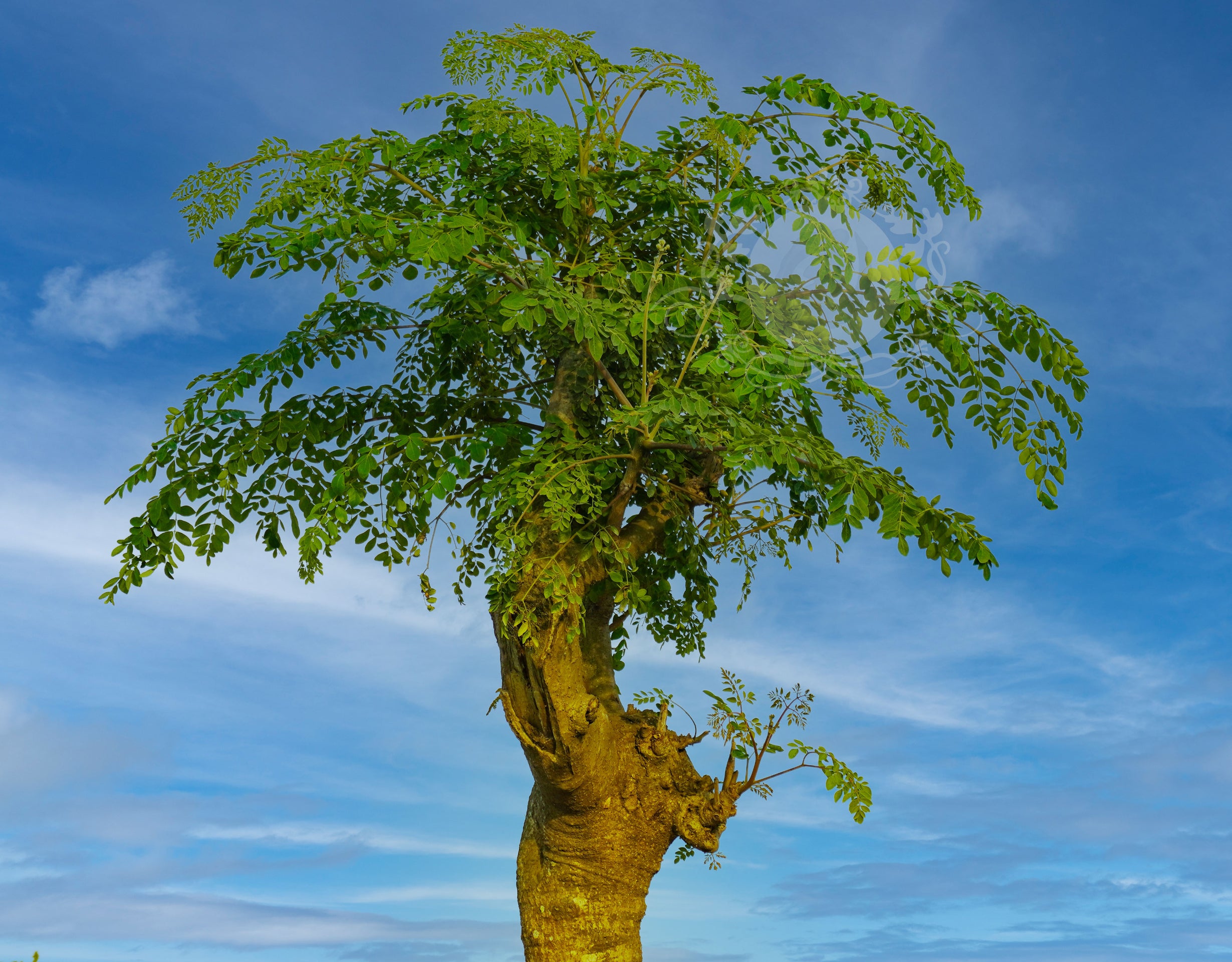 Home of Gye Nyame's original BLACK SEED BITTERS with MORINGA– Gye Nyame ...